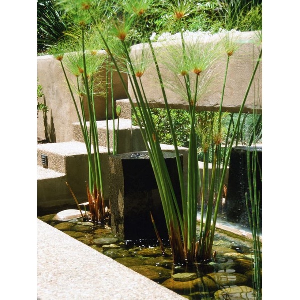 Pokok Hiasan Cyperus Papyrus King tut egyptian auqatik aquatic plant ...