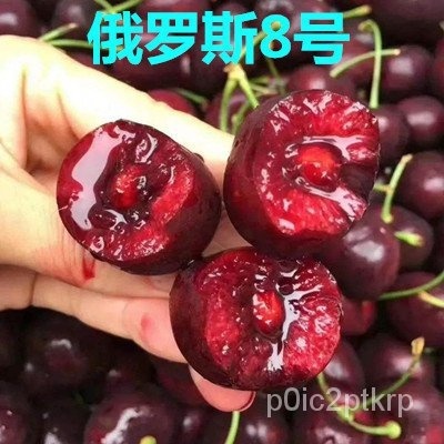 Anak pokok ceri🍒🍒 Cherry plant Ceri pasu indoor plant/outdoor plant ...
