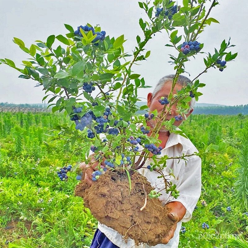 Spring Festivalpasu bunga hiasanSummer Hydrophilic Blueberry Tree Fruit ...