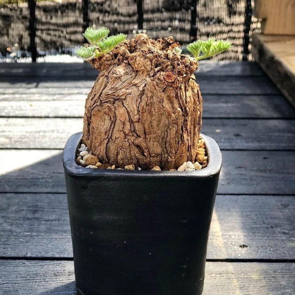 【名贵/易养活】(COD)/Bunga Ara Daun/Feather sunflower多肉植物羽叶洋葵 非枯木洋葵t属洋葵块根植物潮流 ...