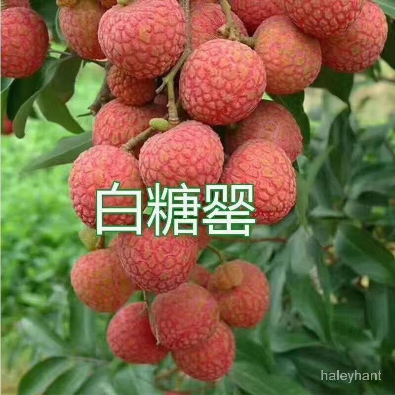 Fruit Tree Seedling Lychee Seedling Lychee King Sapling Grafting ...