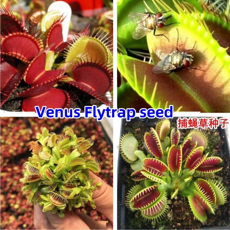 BIJI Venus Flytrap Seed Dionaea muscipula Carnivorous Plant seeds flower seed 捕蝇草种子食虫植物食蝇草种子 ...