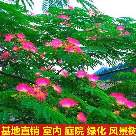 Anak Pokok Albizia, Pokok Bunga Baldu, Halaman Rumah Bunga Raya, Pokok ...