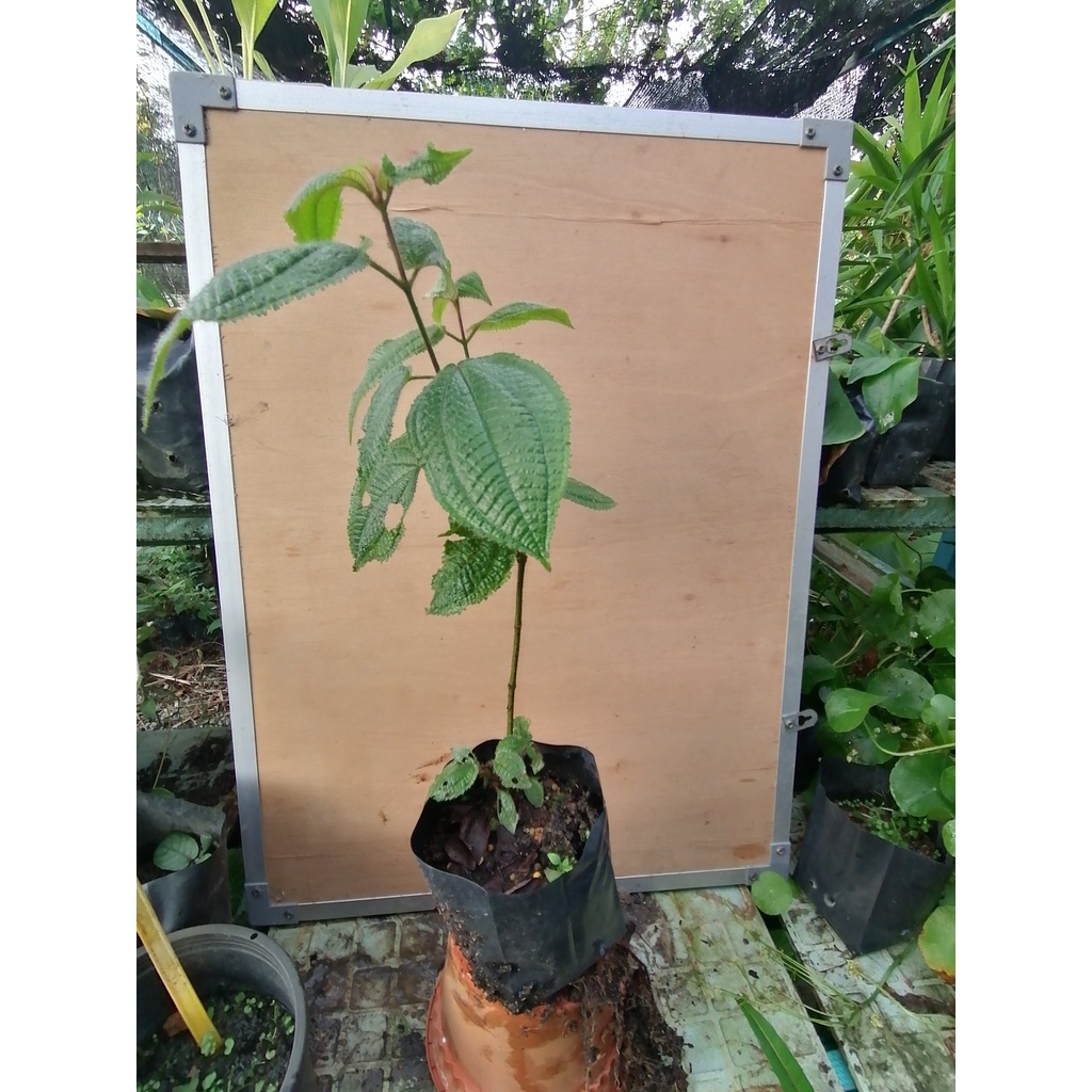 pokok senduduk bulu, dalam polybag (pokok herba) | Shopee Malaysia