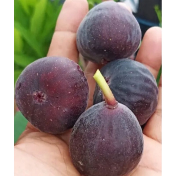 Anak Pokok Tin Iraqi Fig Plant | Shopee Malaysia