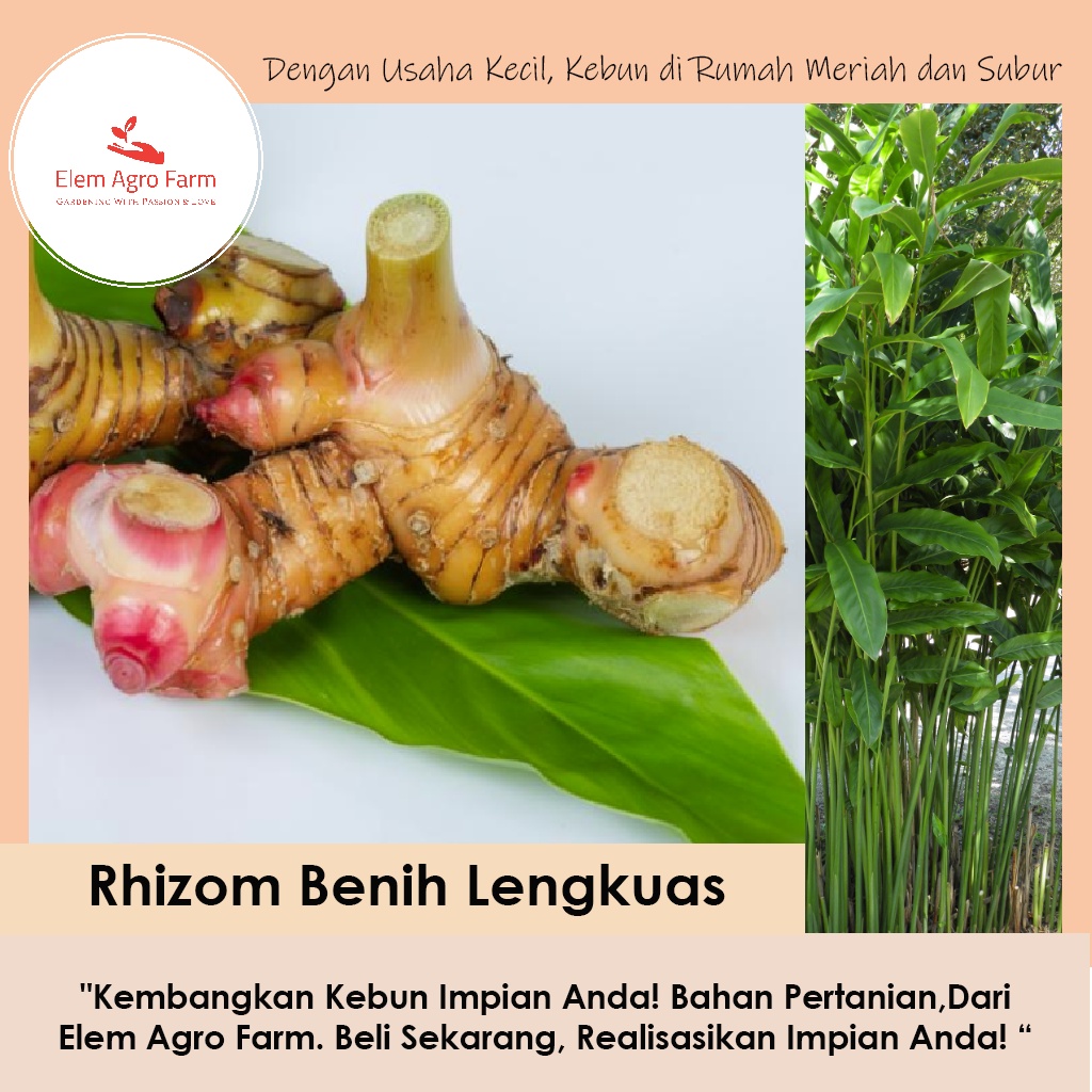 Anak Benih Terbaik Rizom Lengkuas Berakar Diambil Segar Dari Kebun ...