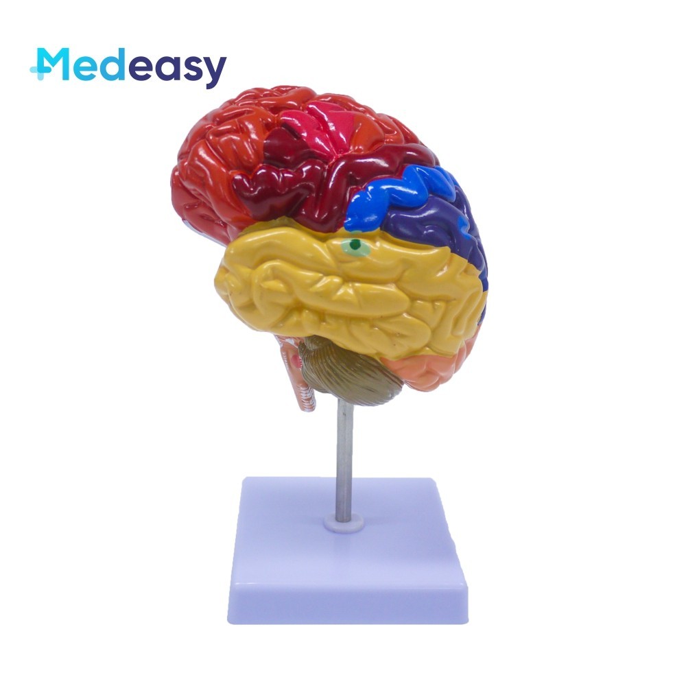 Half of the brain anatomy model, half of the human brain anatomy model ...