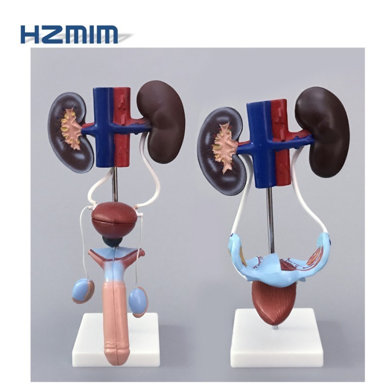 Human male reproductive system model, prostate/ kidney anatomy model ...