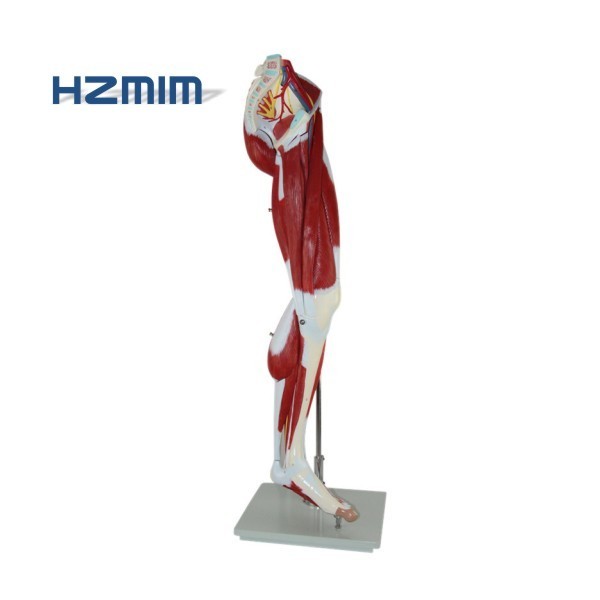13 parts Human Body Leg Muscle Anatomical Torso Model | Shopee Malaysia
