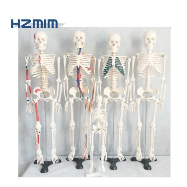 colored human life size skeleton model, anatomy skeleton, human plastic ...