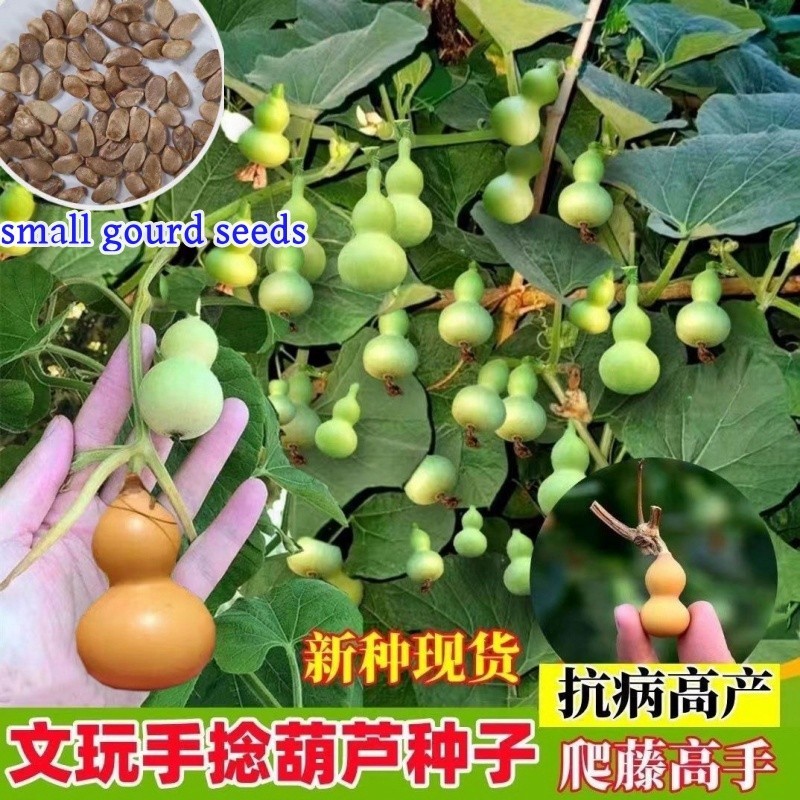 BIJI Hand twisting Small gourd seed stationery Potted seeds of ...