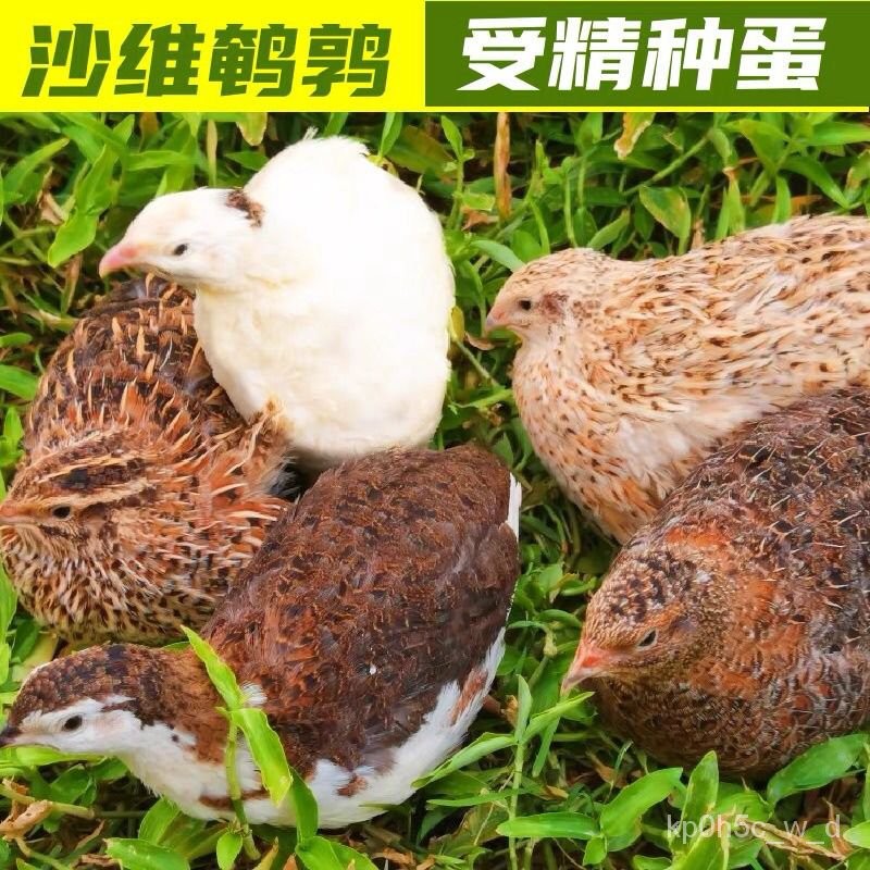(Hot Sale)Giant Shawei Quail Breeding Egg Fertilized Egg White Shawei ...