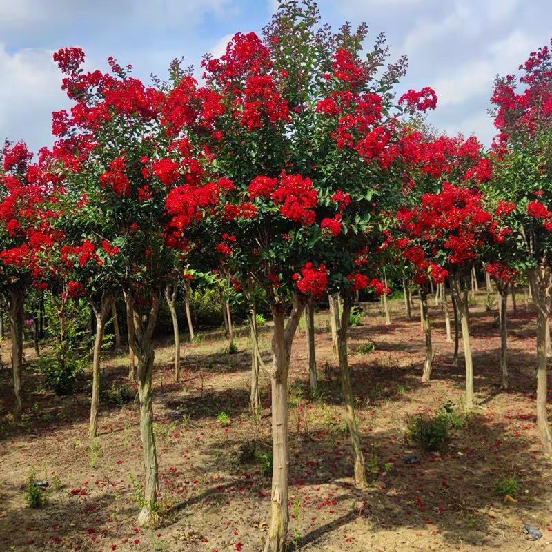 Anak Pokok Crape Myrtle, Beludru Merah, Bola Merah, Halaman Rumah Besar ...