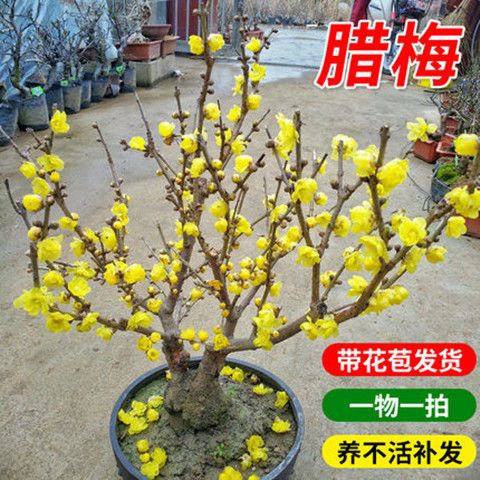 Anak Pokok Bunga Wintersweet, Bonsai Plum, Bonsai, Plum Musim Sejuk ...