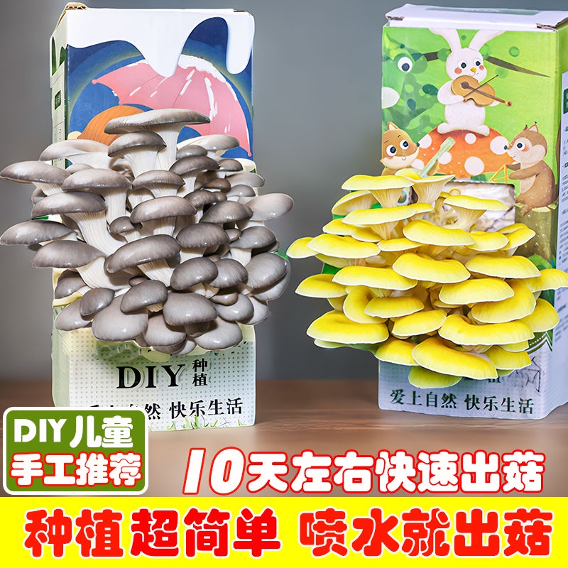 Observation Science Mushroom Box diy Mushroom Bacteria Pack Ping ...
