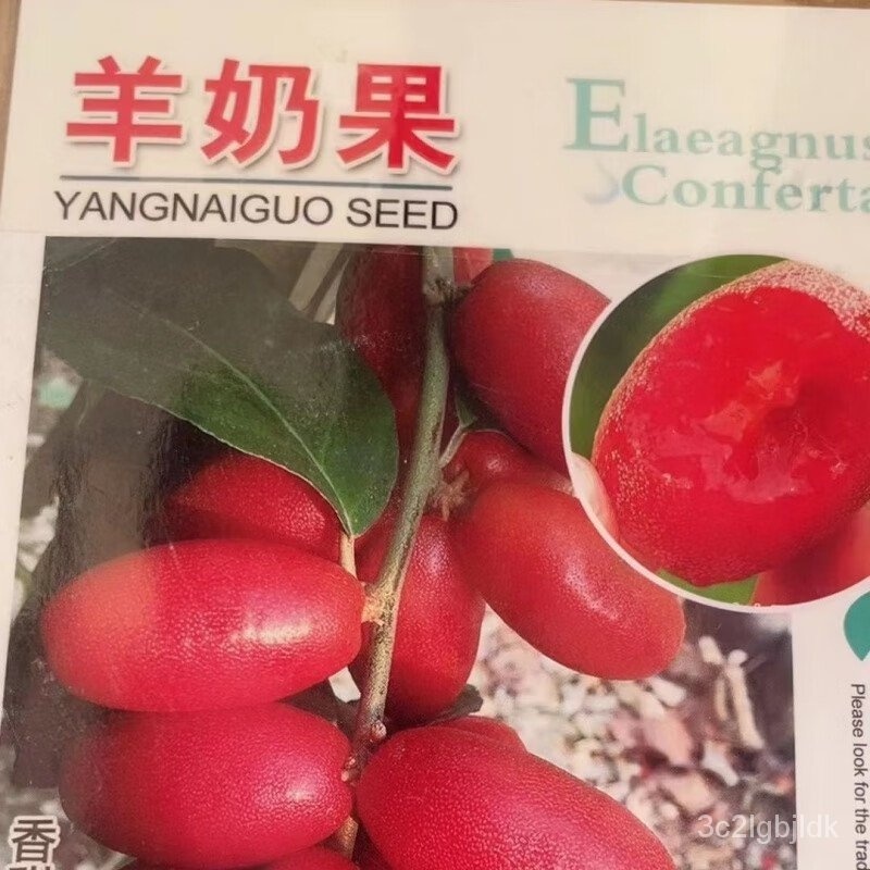 Elaeagnus Conferta Roxb Seeds Four Seasons Sowing Balcony Potted Yard ...