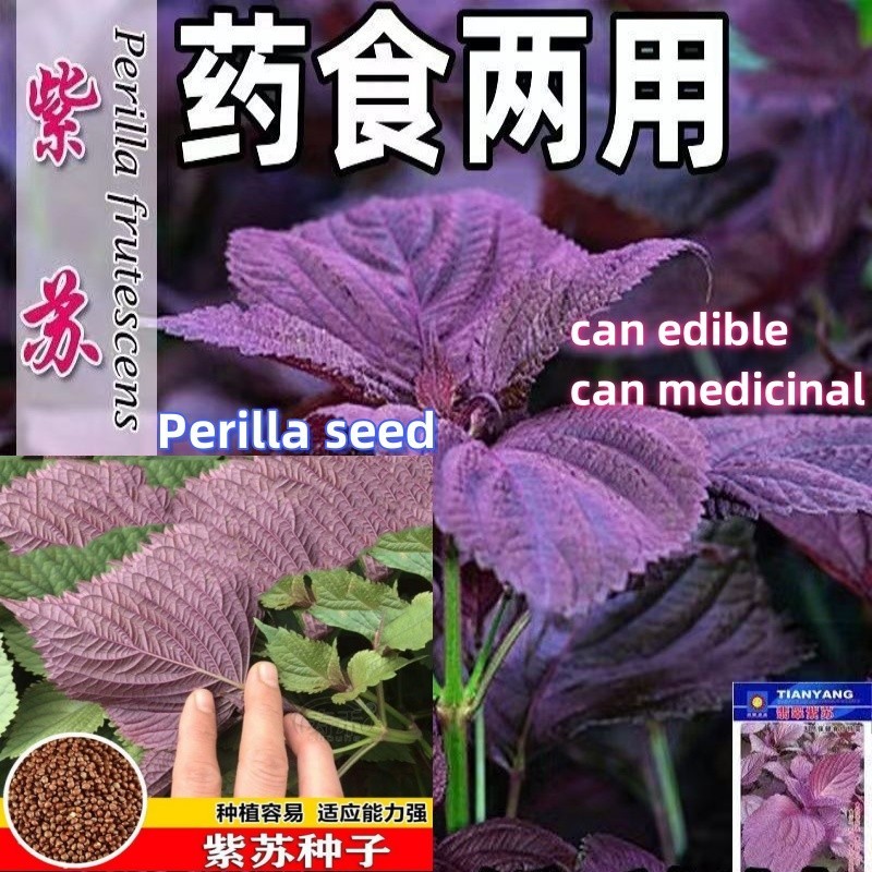 Biji Benih Shiso Sayur perilla seed herbal easy to plant can edible/can ... Biji Benih Shiso Sayur perilla seed herbal easy to plant can edible/can ...