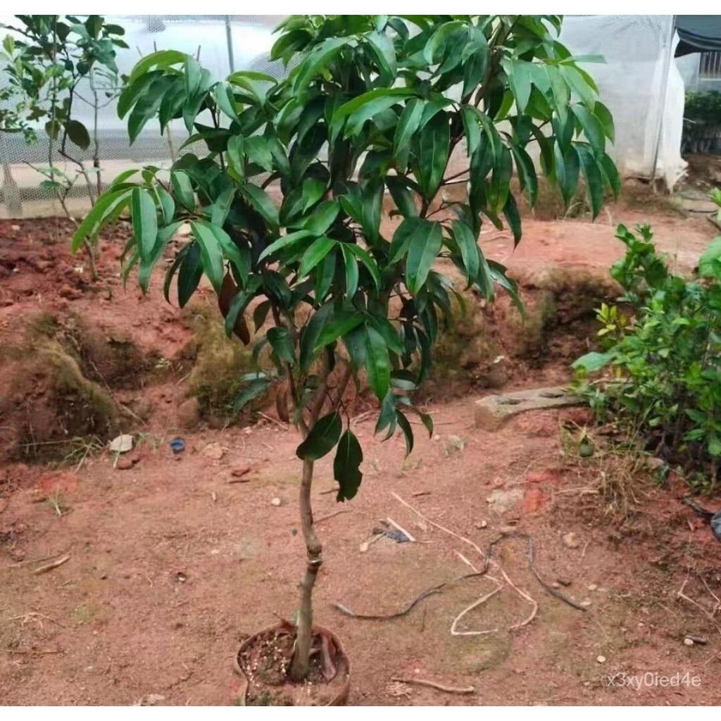 Plants that are truly alive 活着的植物Lychee Seedlings Ice Potted Lychee ...