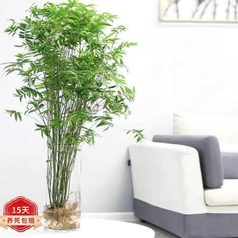 Shuzhimei Rice Bamboo Hidroponik Phoenix Bambu Bonsai Bambu Dalaman dan ...