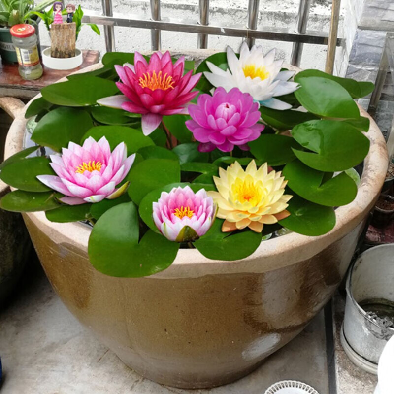 Bunga Sejuk, Teratai, Akar, Anak Benih, Bonsai Teratai, Hidroponik ...