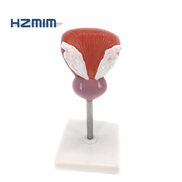 Human Medical Anatomical urinary bladder model | Shopee Malaysia