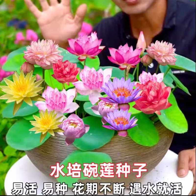 Plant Bowl Lotus Seeds Indoor Hydroponic Bowl Lotus Seeds Flower Seeds ...
