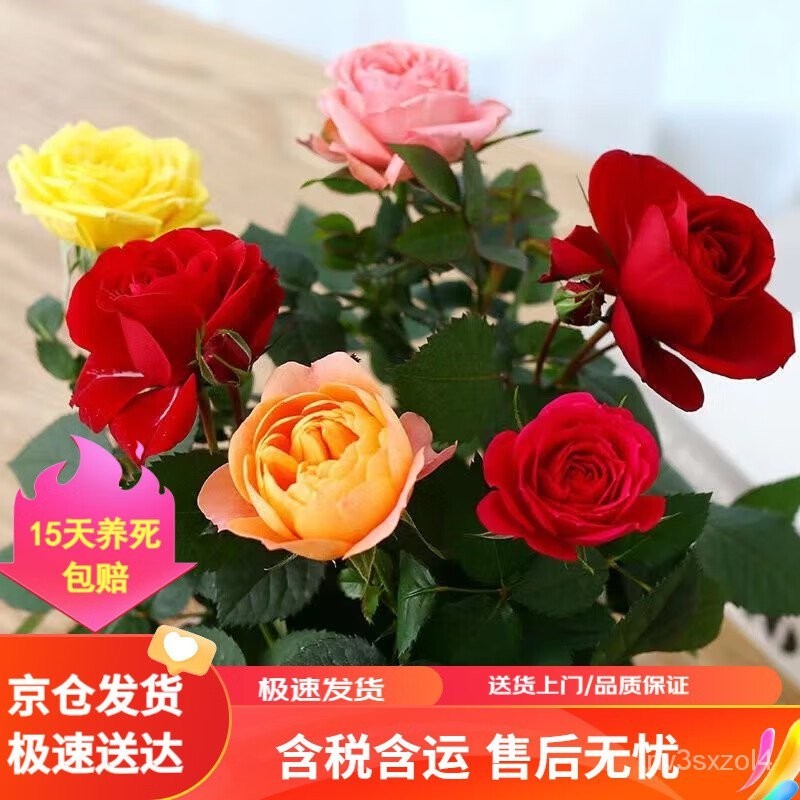 Flower Balcony Indoor and Outdoor Color Seedling Easy to Keep Random ...