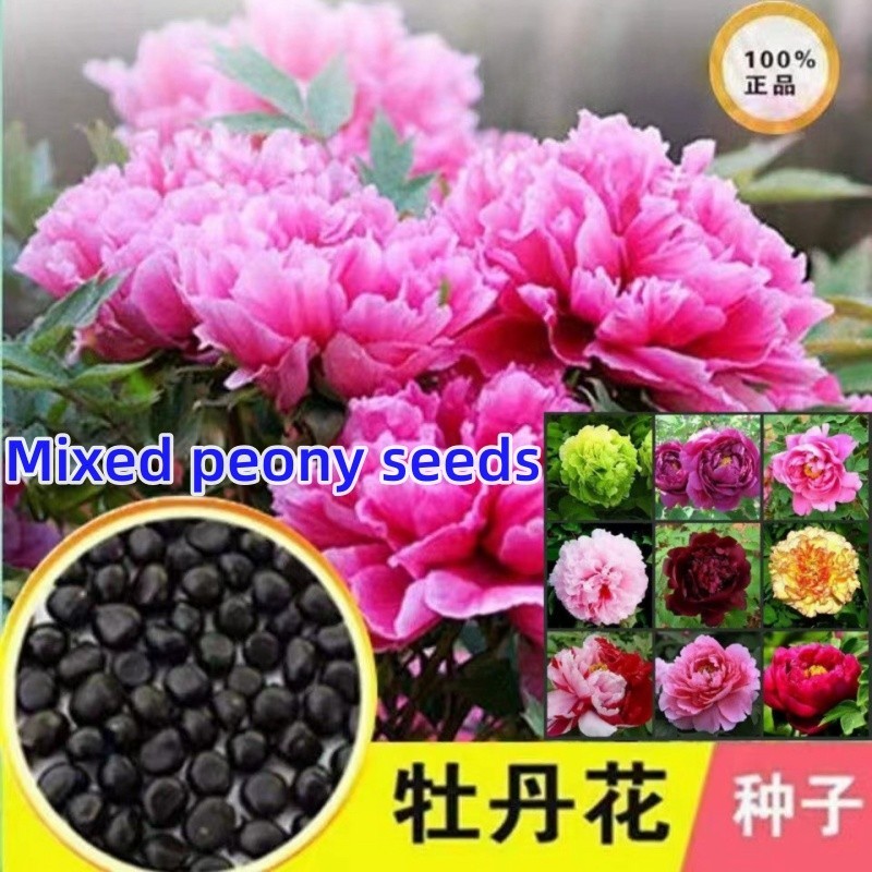 BIJI Mixed Peony seeds plant flower seed Benih Peony tanaman ...