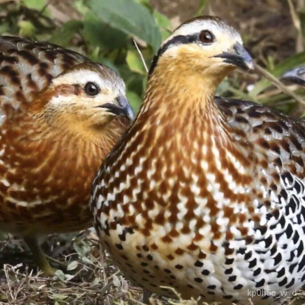 (Hot Sale)Mini Ornamental Chicken Fresh Breeding Egg Hatched Package ...