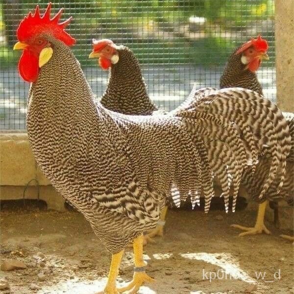 (Hot Sale)Luhua Chicken Scale Chicken White Chicken Cleopatra Ornamental Chicken Fresh Breeding ...