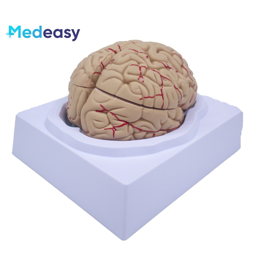 Brain model, brain anatomy model, brainstem model, brain structure ...