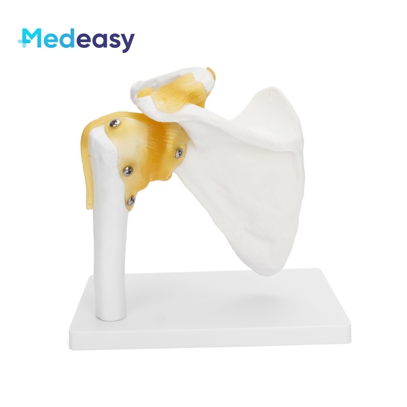 Human Anatomical Shoulder Joint Model | Shopee Malaysia
