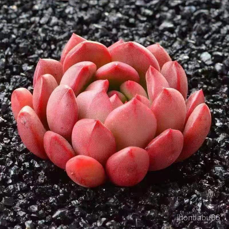 Plant Succulent Plant Ruby Balcony Flower Multi-Head Group Raw Meat ...