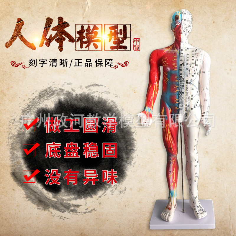 Q-8/Clear Engraving Teaching85CM Human Acupuncture Model Half Muscle ...