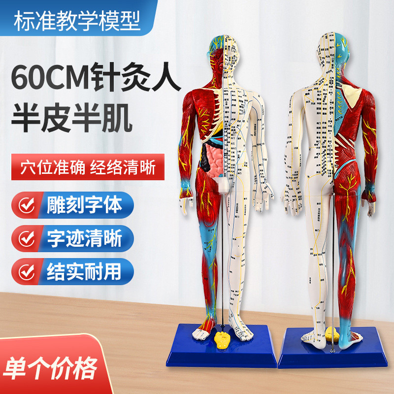HY-6/60cm Human Body Half Muscle Half Meridian Acupoint Model Full Body ...