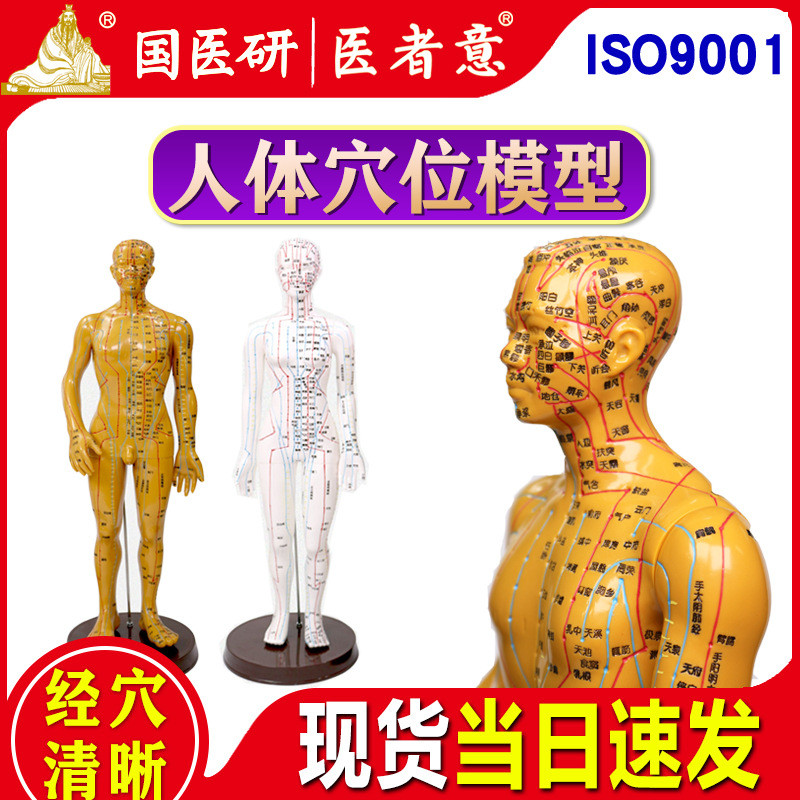 Q-8/High-Definition Engraved Human Meridian Acupoint Model Full Body ...