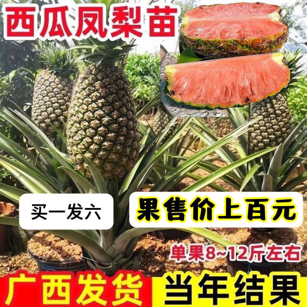Authentic Red Flesh Pineapple Costa Rica Pineapple Large Sweet ...