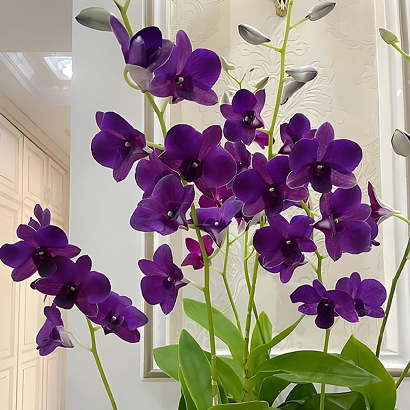 Dendrobium Autumn Purple Eyes Blue Angel Dendrobium Orchid Potted Plant ...