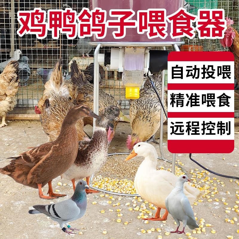 JY-8/Pigeon Automatic Feeder Pigeon Feeding Machine Timed Quantitative ...