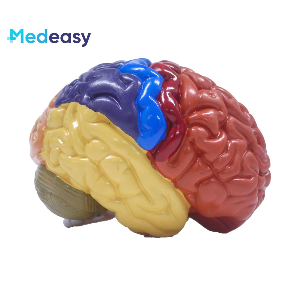 Brain structure anatomy model divided into two parts,human brain ...