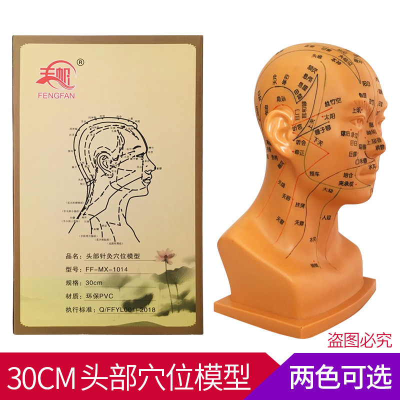 Q-8/Main and Collateral Channels Map Large Head for Medical Human Body ...