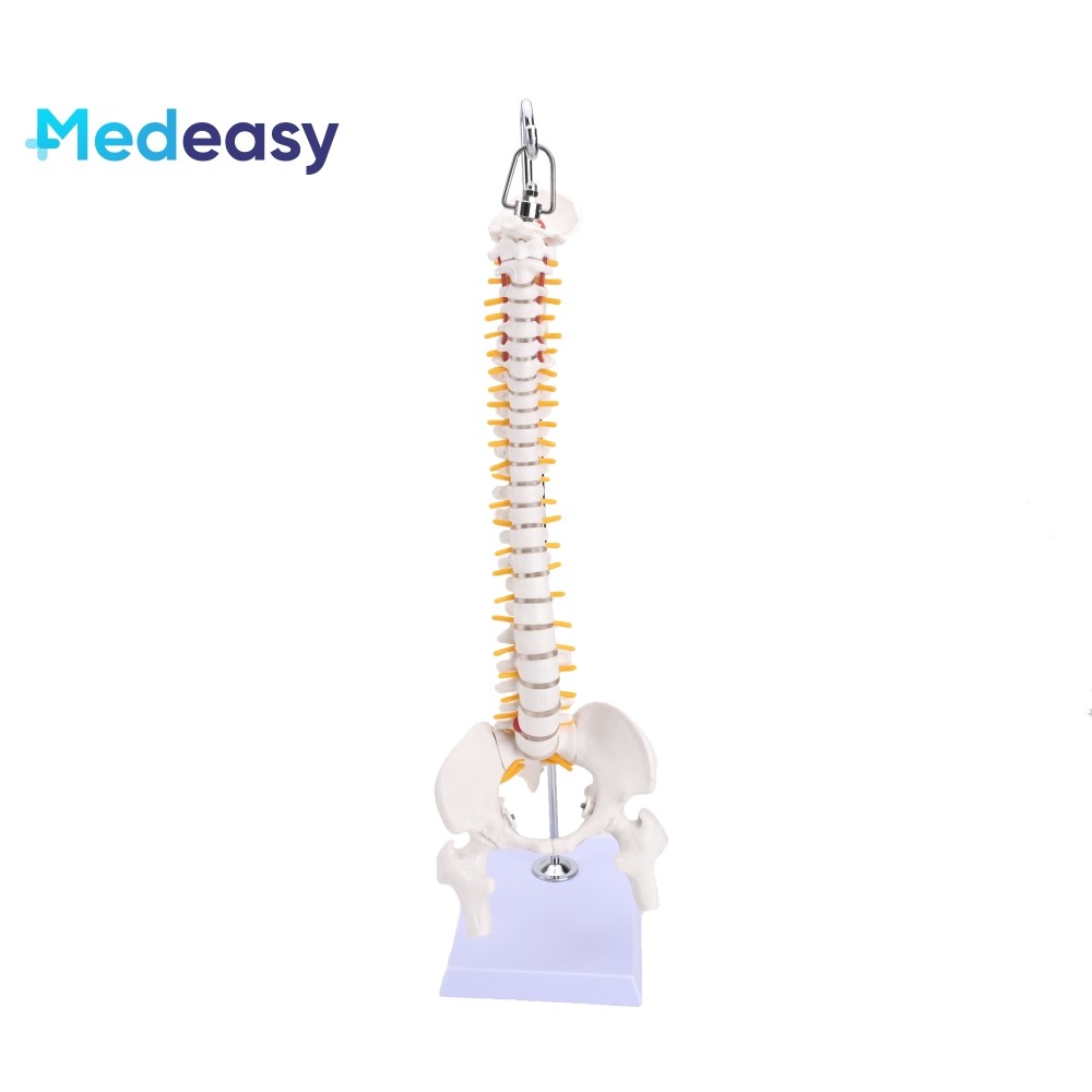 Human Life Size Spine Anatomical Model, 45cm Vertebral Column Model ...