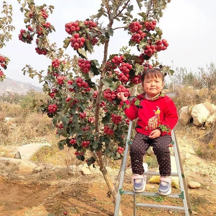 Hawthorn Seedlings Grafting New Variety Seedless Sweet Red Seeds Extra ...