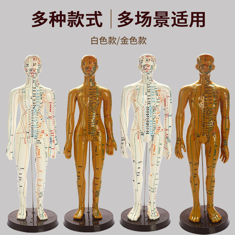 Q-8/【14Color Font One Meridian Acupoint One Color】Human Body Meridian ...