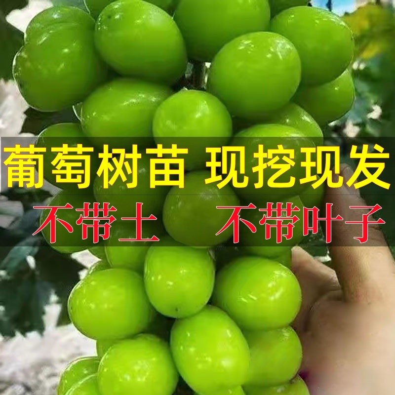 Sunshine Rose Grape Seedlings Kyoho Grape Seedlings Southern Planting ...