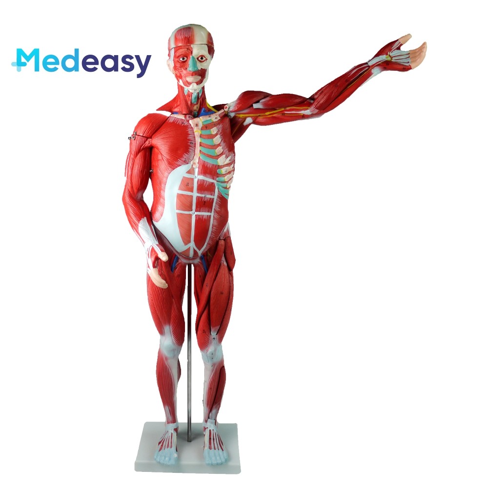 80CM human body muscle model, body muscles in medical disciplines ...