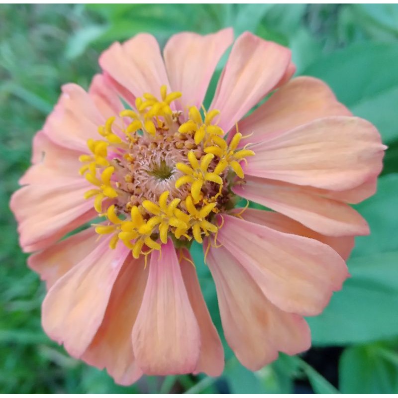 Biji Benih Bunga Zinnia | Shopee Malaysia