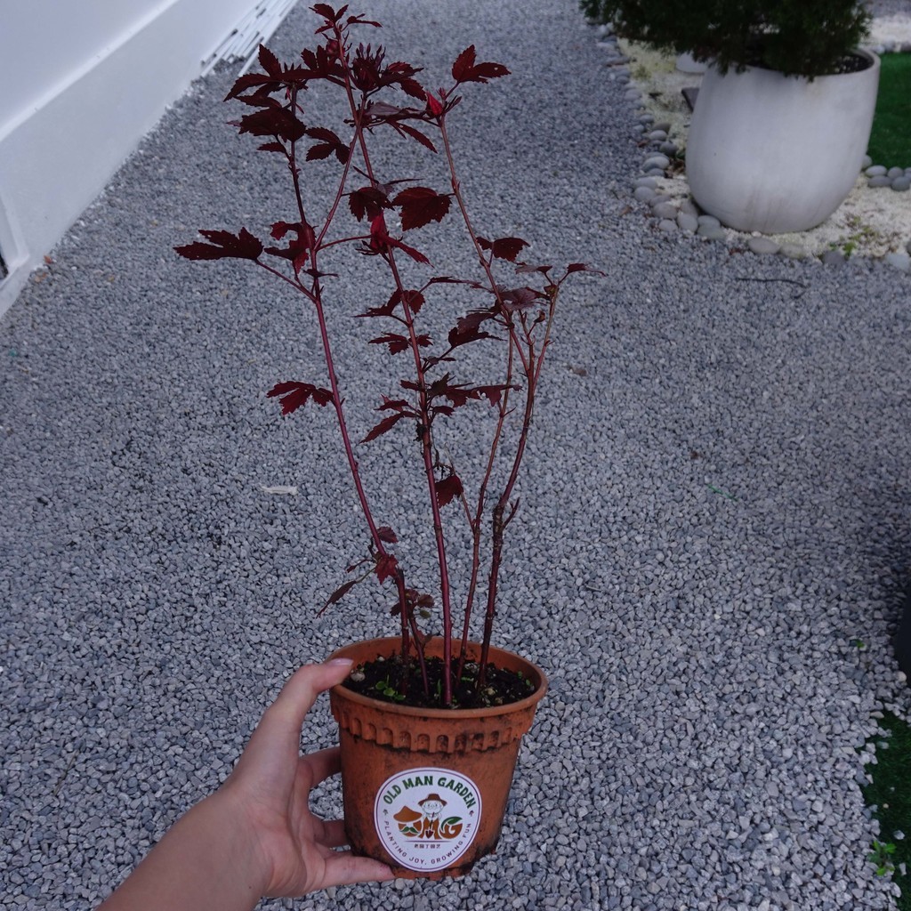 枫叶大红花Bunga maple |Old Man Garden | Shopee Malaysia