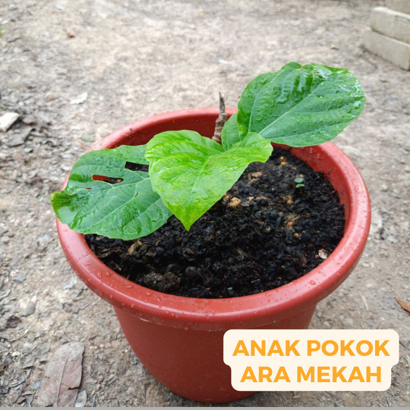 Anak Pokok Ara Mekah Tin Ficus auriculata Cutting Elephant Ear Tree Ara ...
