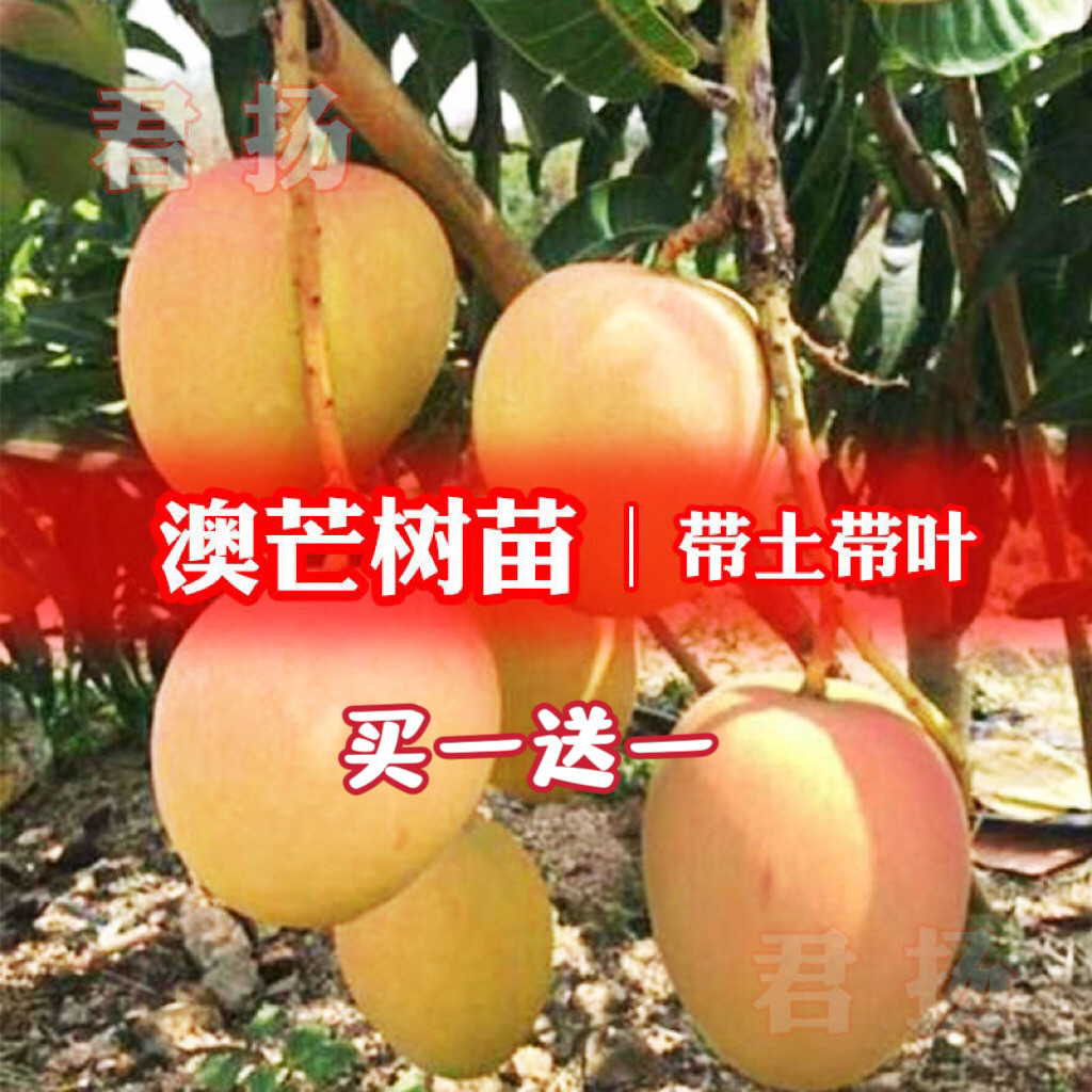 New Australian Mango Apple Mango Trees Rainbow Mango Giant Mango Sweet ...